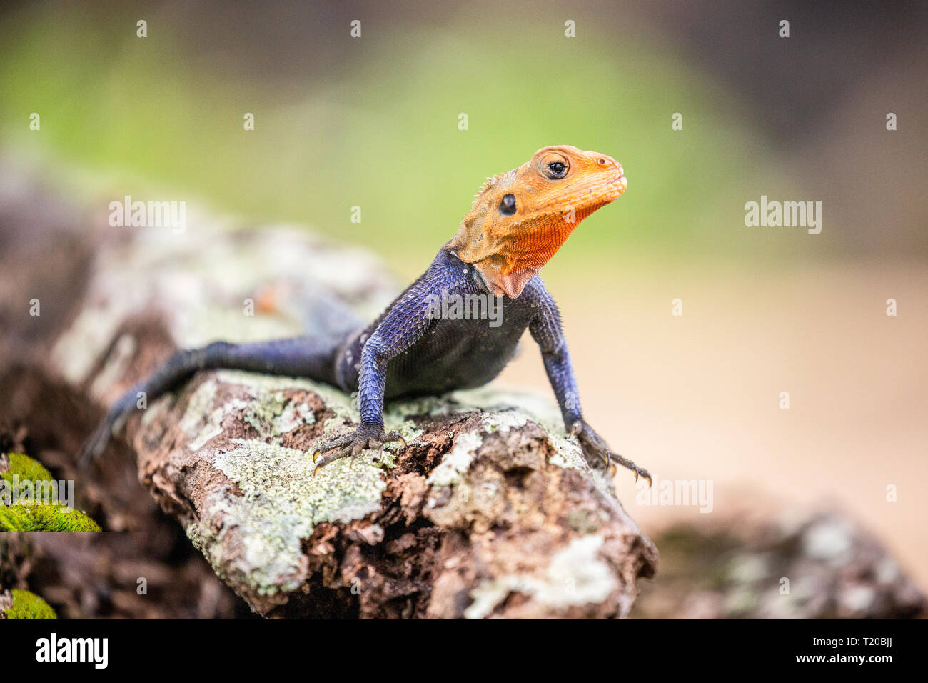 Red Headed Rock Agama, Gabon Stock Photo - Alamy