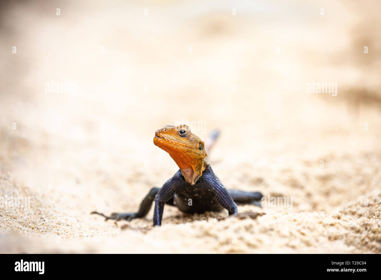 Red Headed Rock Agama, Gabon Stock Photo - Alamy