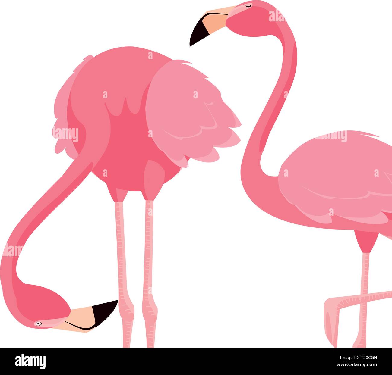 elegant flamingo birds couple vector illustration design Stock Vector ...