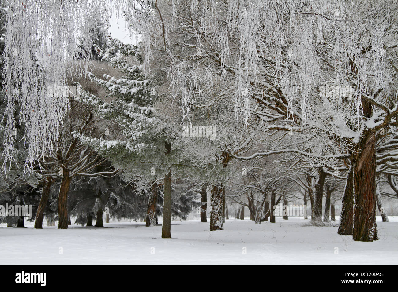 A wintry park with birch branches hanging in wind Stock Photo - Alamy
