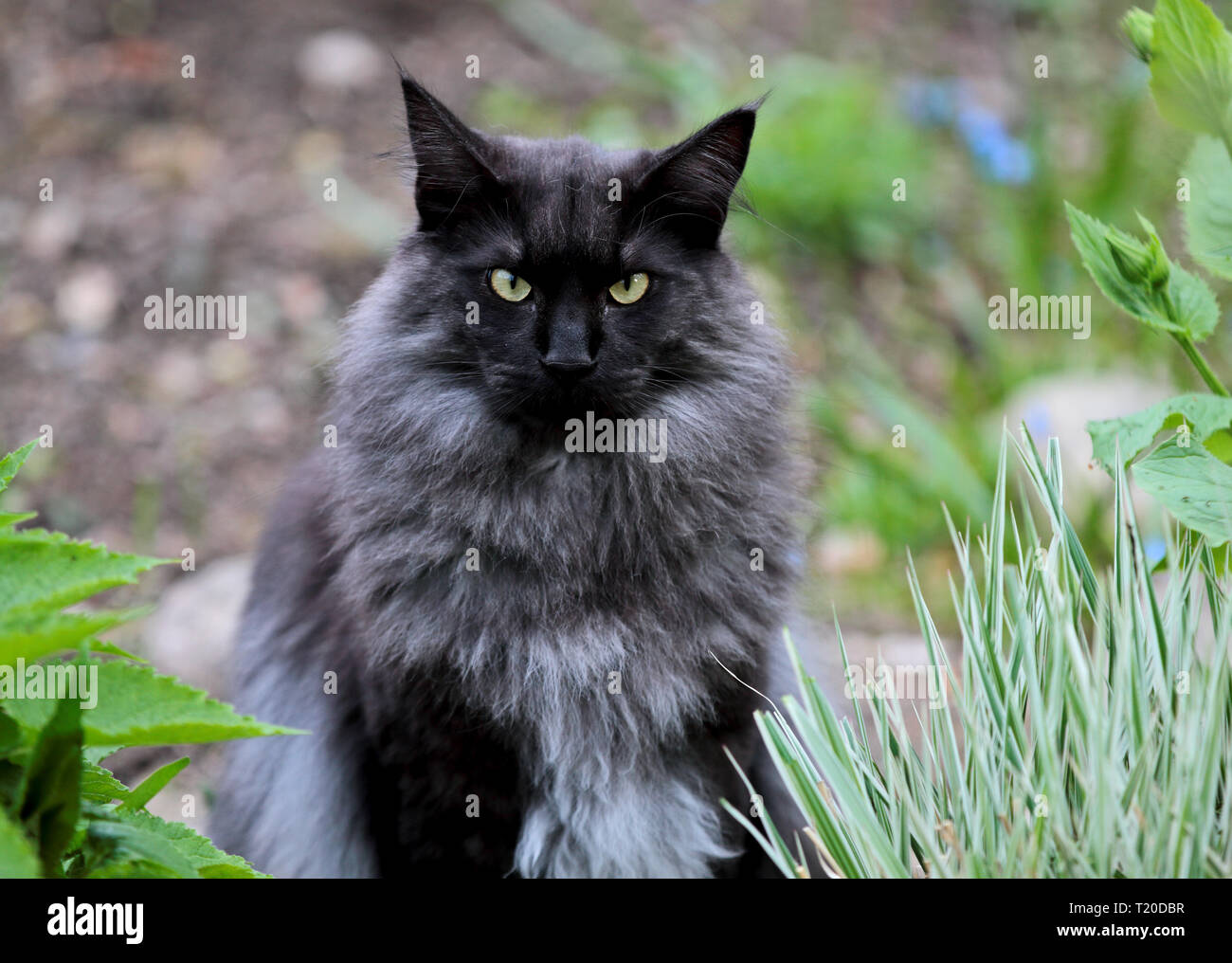 Two sweet norwegian forest cats looking at the photographer Stock Photo ...