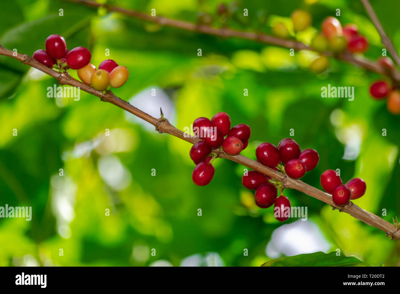 Red ripe coffee beans (Coffea arabica) in a branch with green ...
