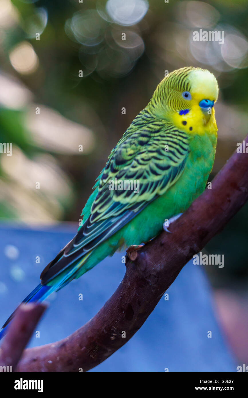 Budgie close up hi-res stock photography and images - Alamy
