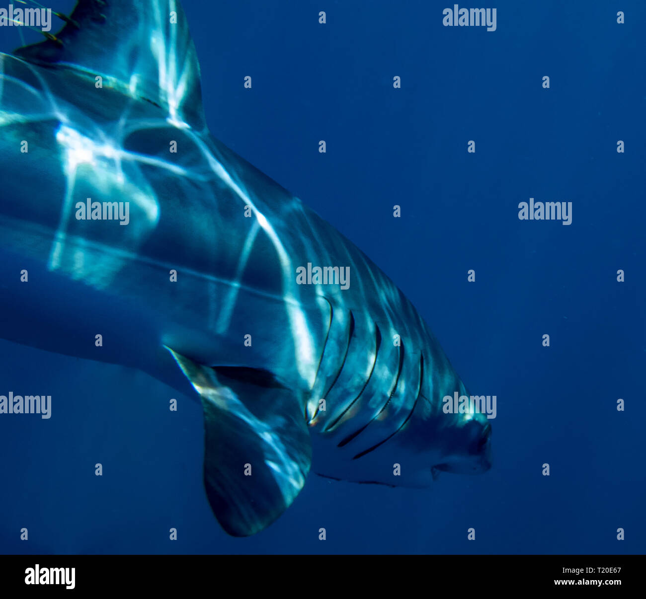 Mako Shark (Isurus oxyrinchus Stock Photo - Alamy