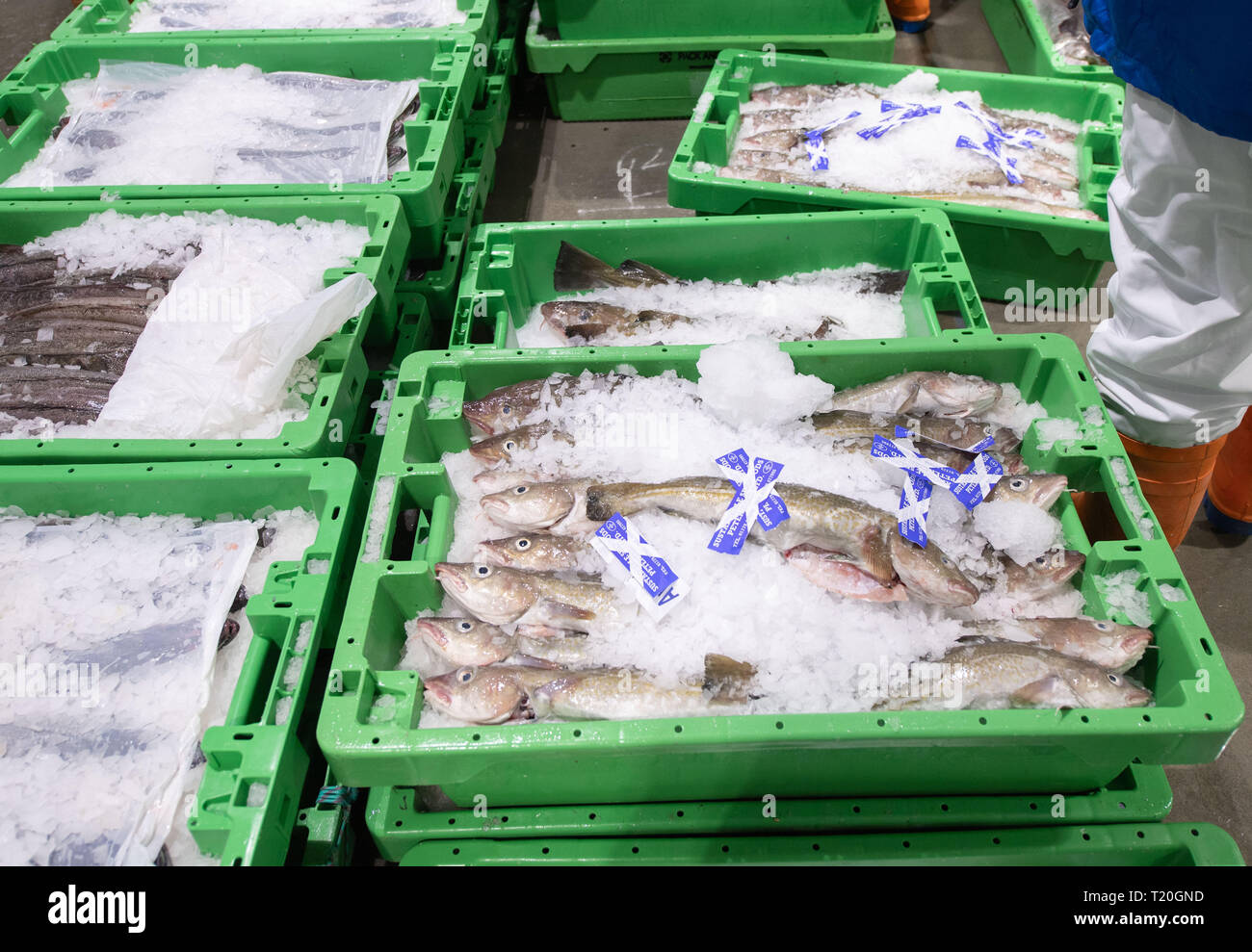 Trays fish peterhead fish market hi-res stock photography and images ...