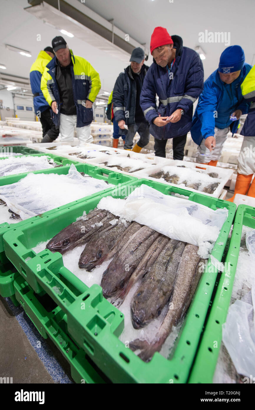 Fish merchants view trays fish peterhead fish market hi-res stock ...