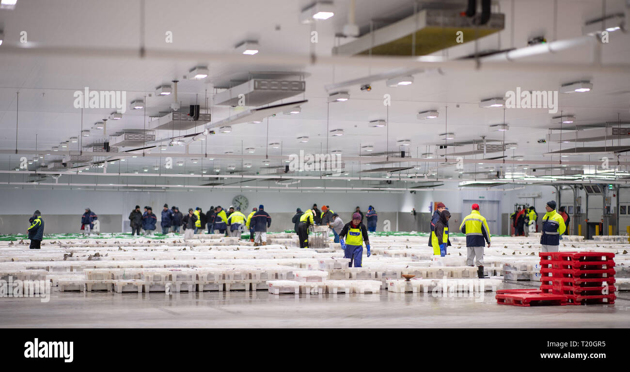 Fish merchants view trays of fish at Peterhead Fish Market in ...