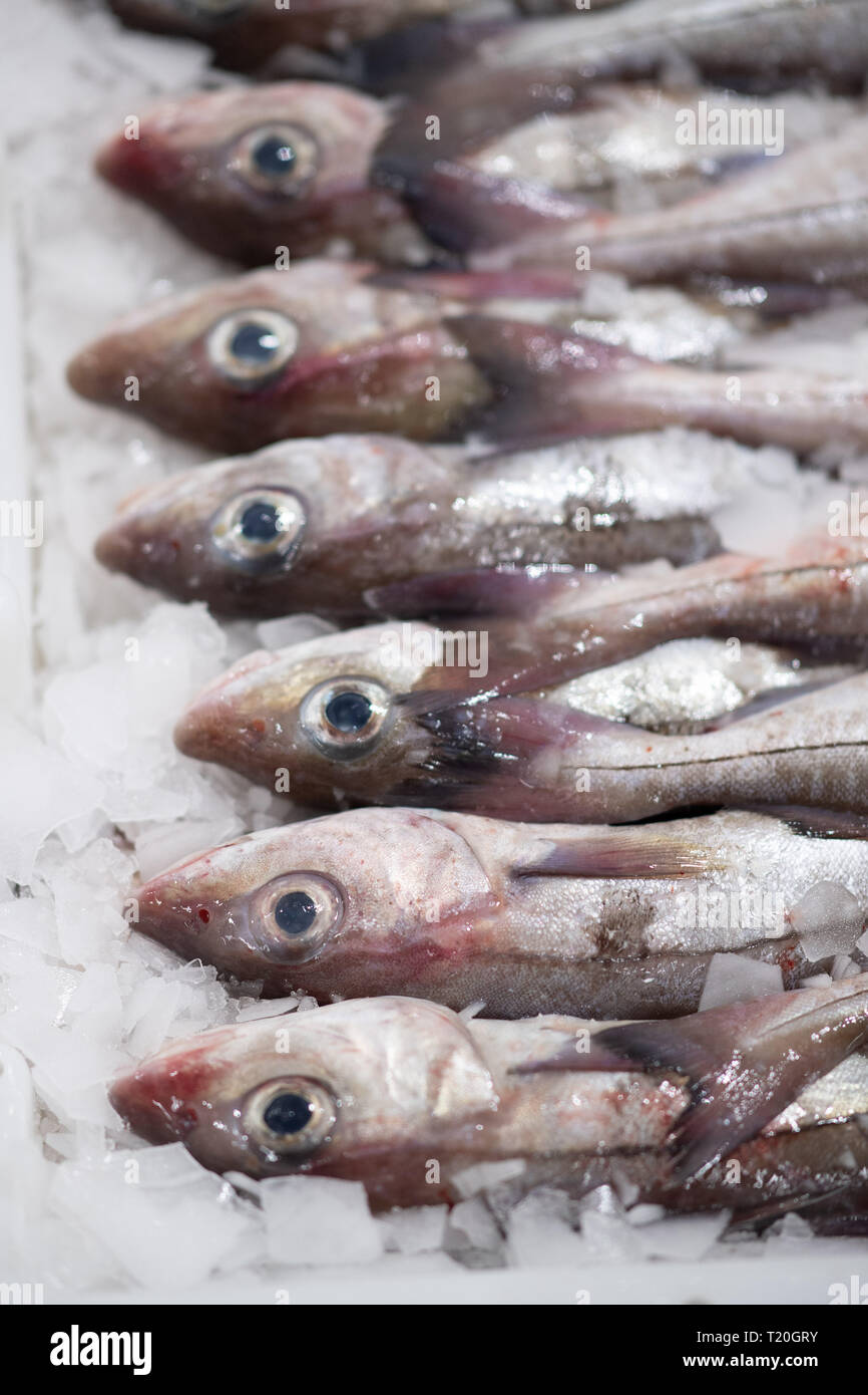 Trays fish peterhead fish market hi-res stock photography and images ...