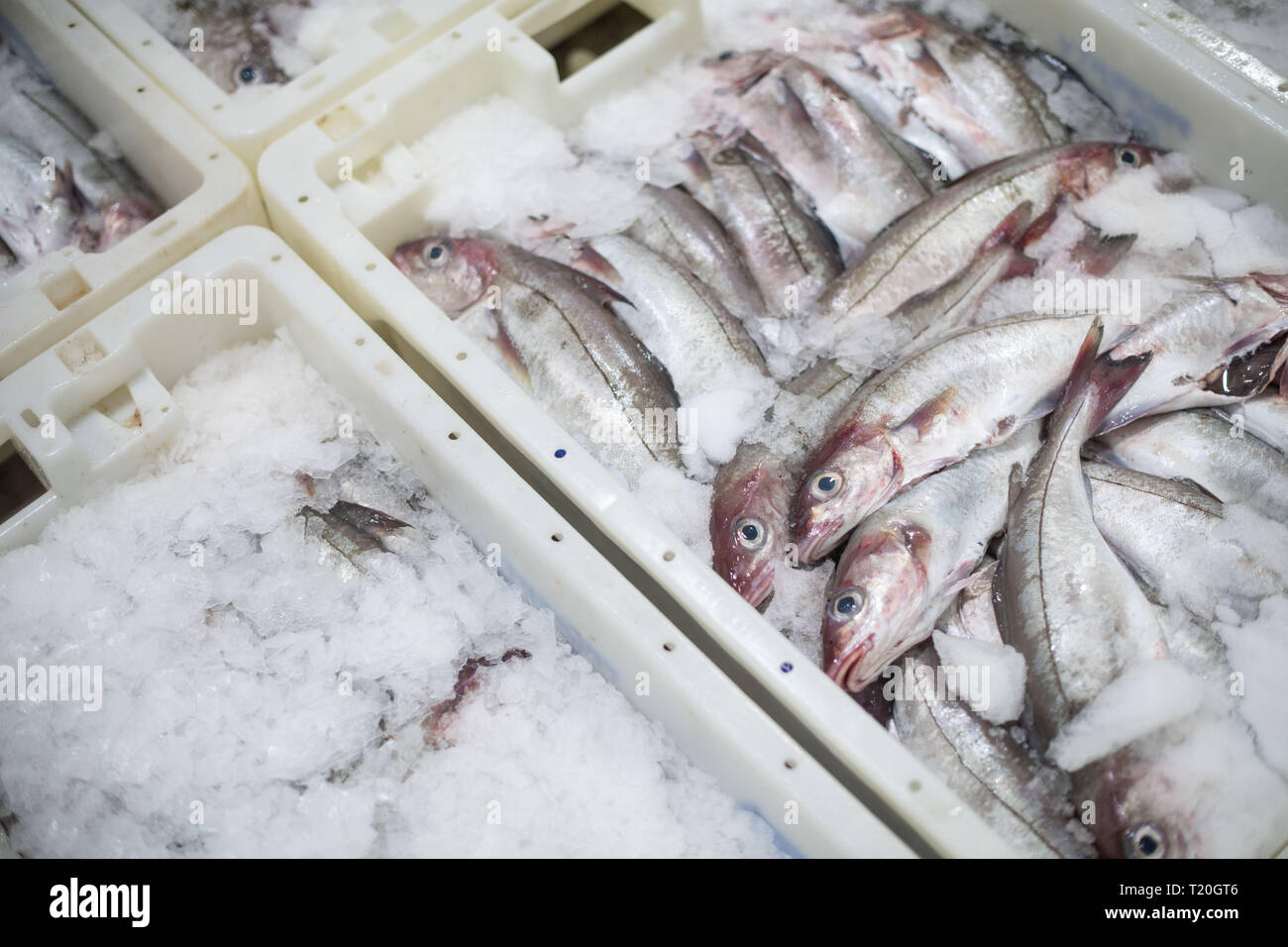 Trays of fish at Peterhead Fish Market in Aberdeenshire, the north east ...