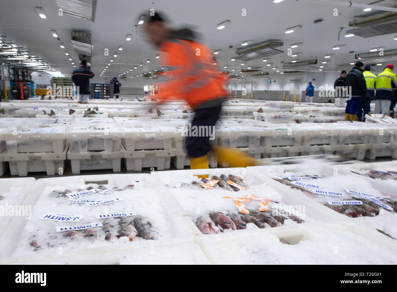 Xxxxx peterhead fish market hi-res stock photography and images - Alamy