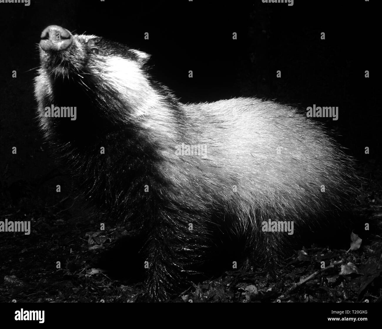Badger Black and White Stock Photos & Images - Alamy