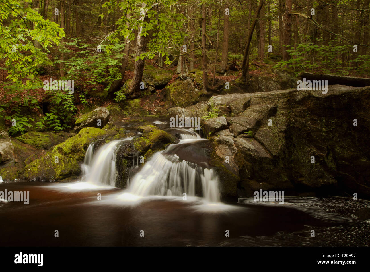 Enders Forest Connecticut Stock Photo - Alamy