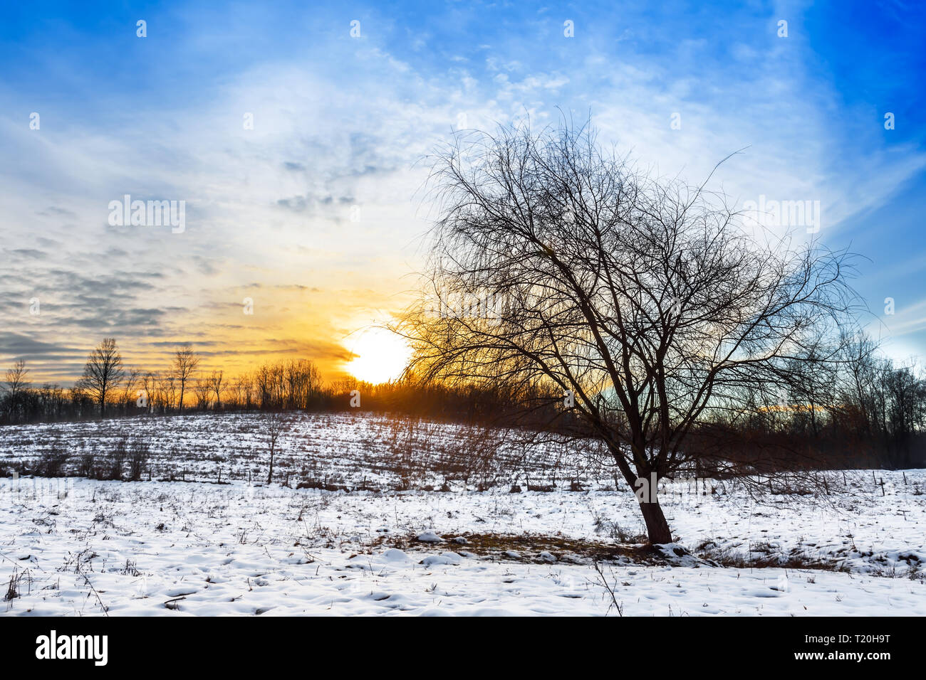Snow scene tree hi-res stock photography and images - Alamy