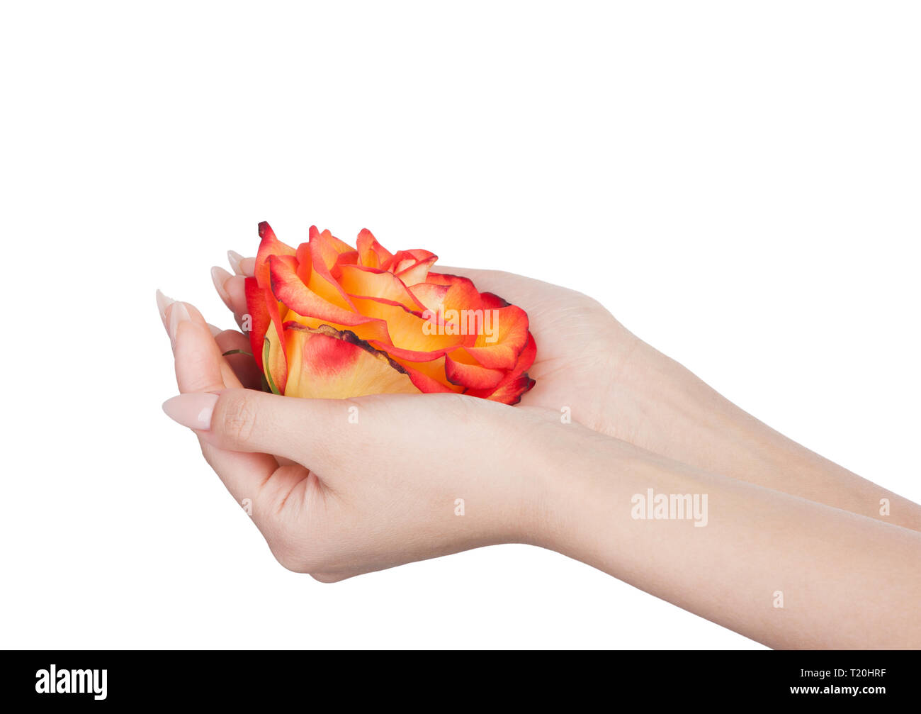 Rose bud in female hand isolated on white Stock Photo - Alamy