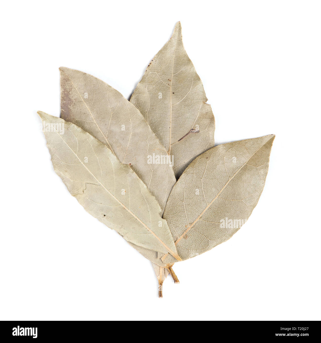 Spices bay laurel leaves isolated on white Stock Photo - Alamy