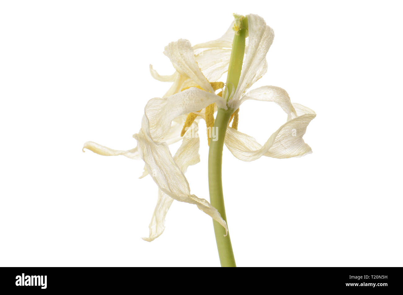 close up white faded tulip isolated on white Stock Photo - Alamy