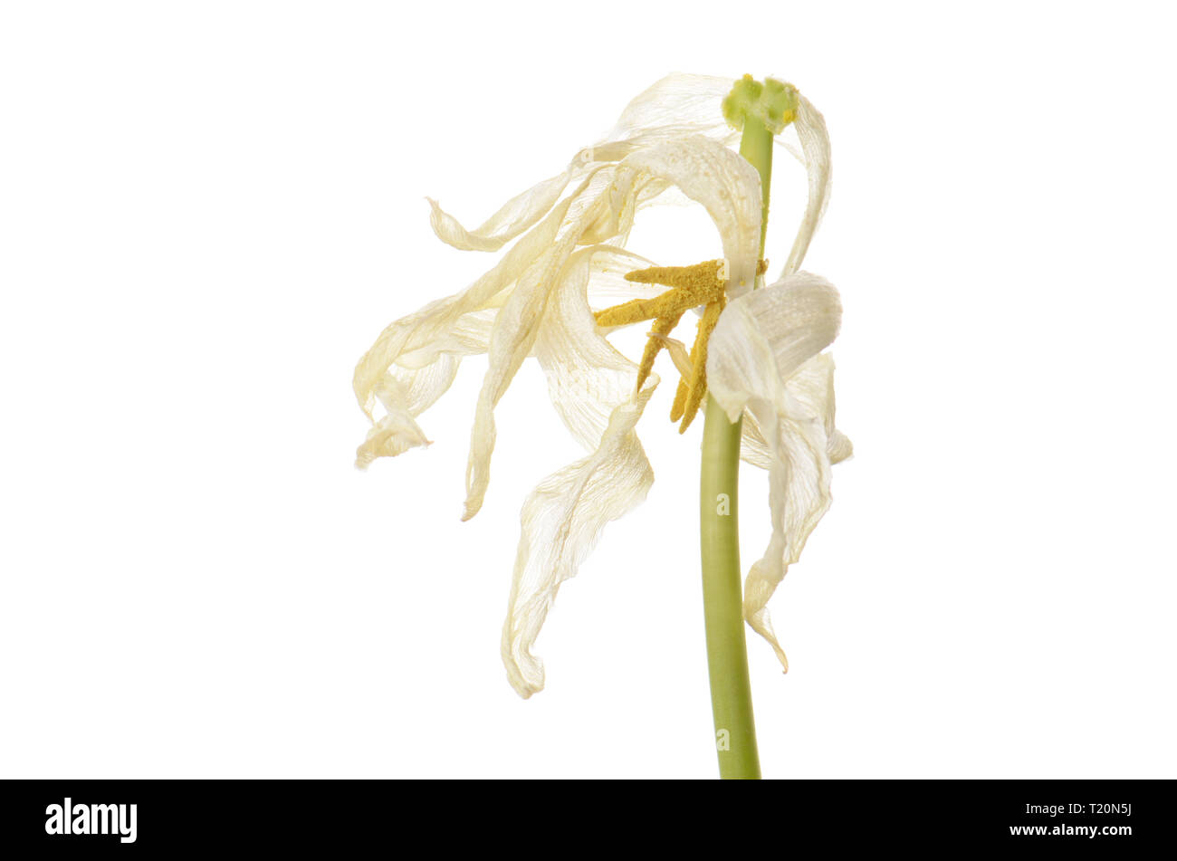 close up white faded tulip isolated on white Stock Photo - Alamy