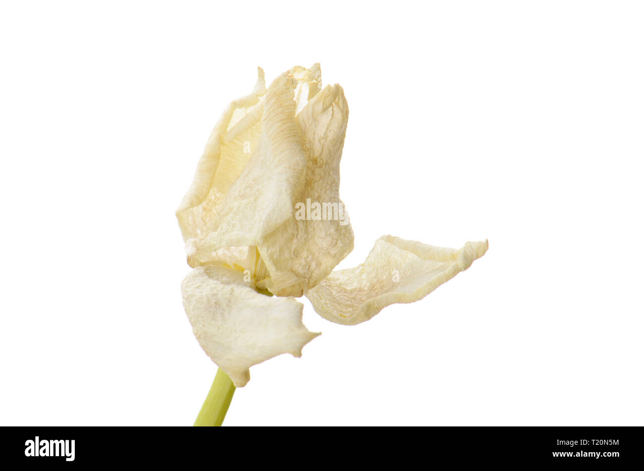 close up white faded tulip isolated on white Stock Photo - Alamy