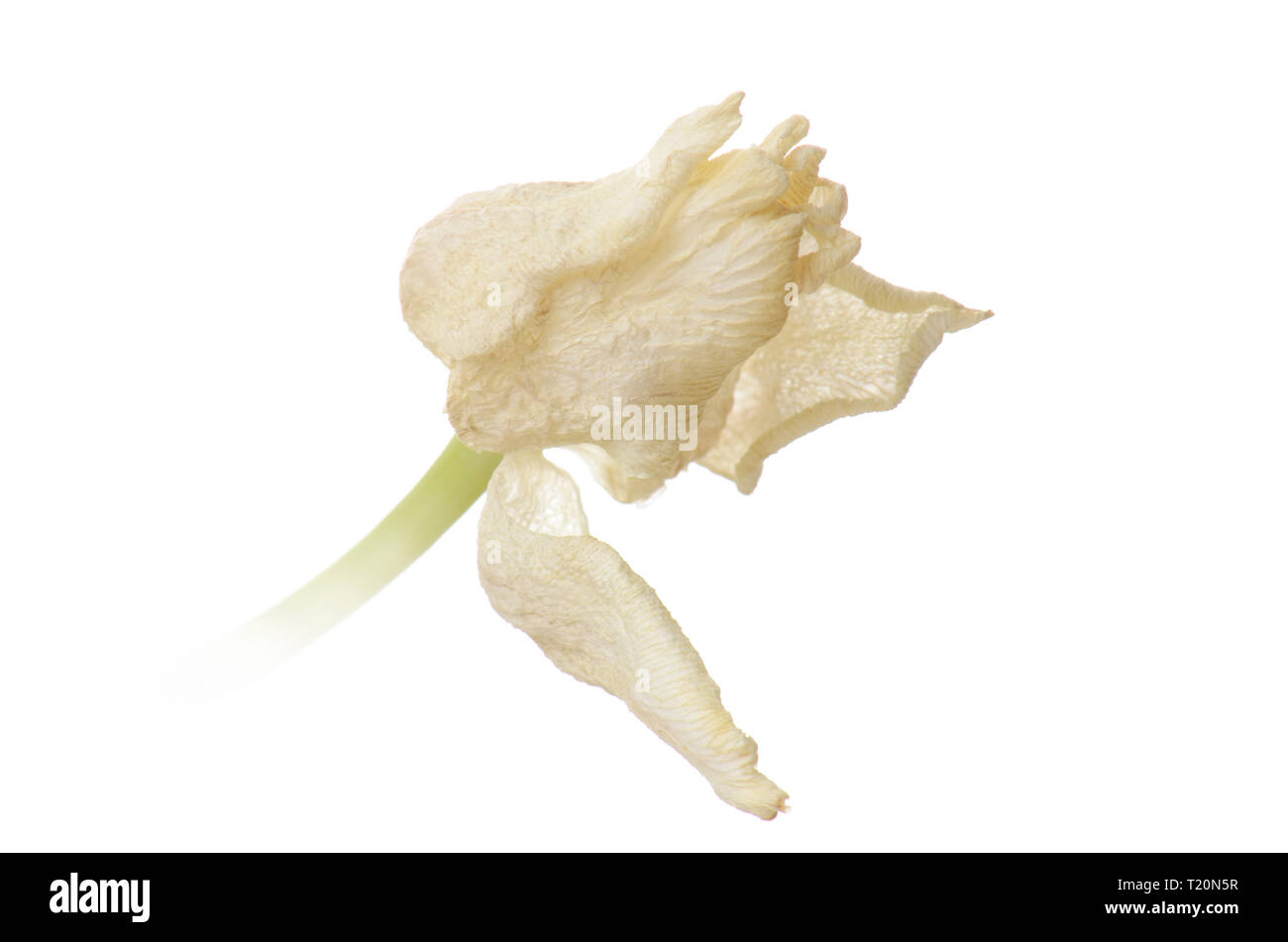 close up white faded tulip isolated on white Stock Photo - Alamy