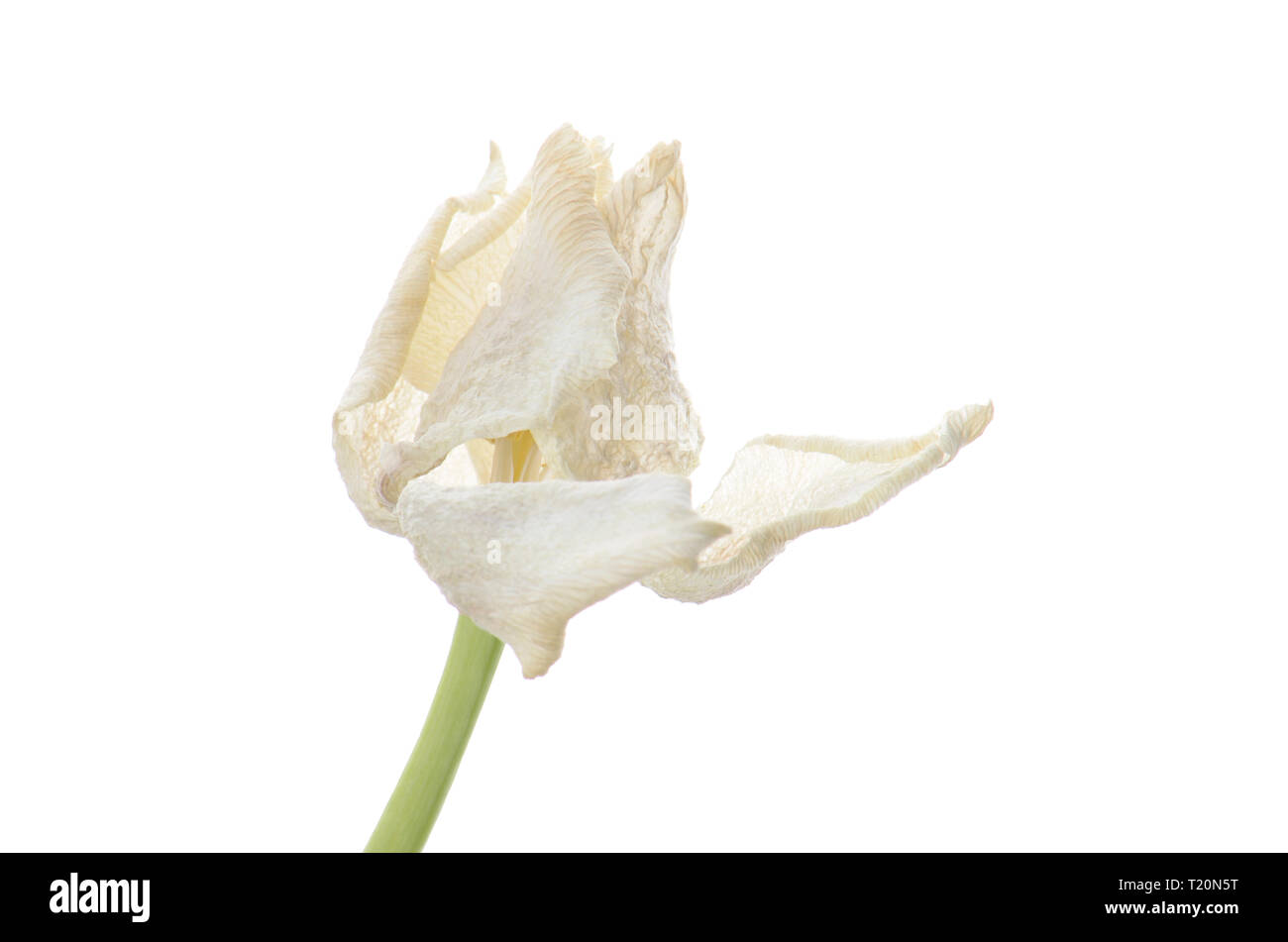 close up white faded tulip isolated on white Stock Photo - Alamy