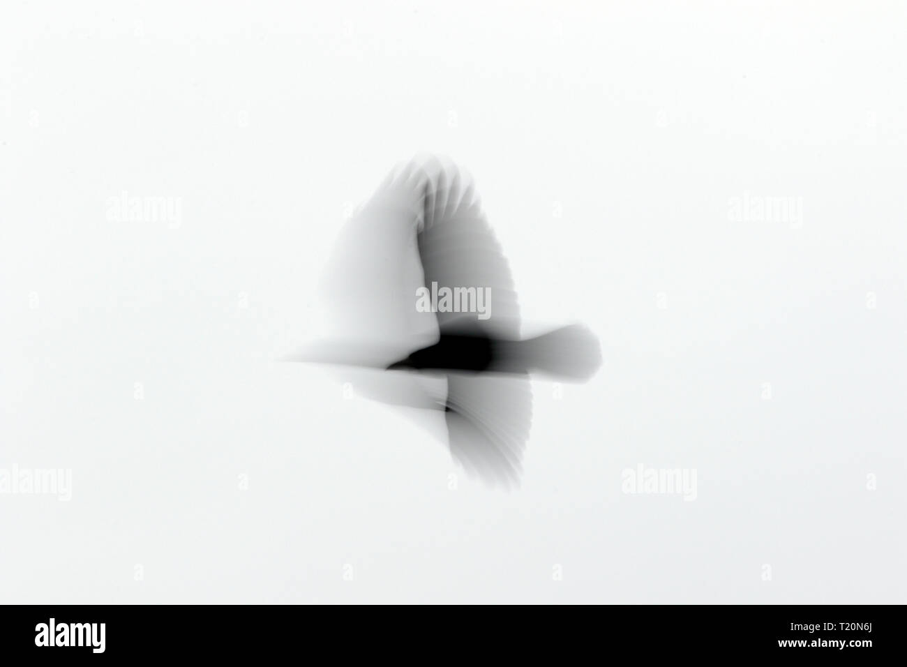 Flying rooks hi-res stock photography and images - Alamy