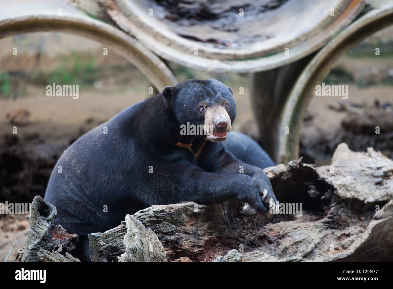 Close up portrait of Sun bear, Helarctos malayanus, the smallest bear ...