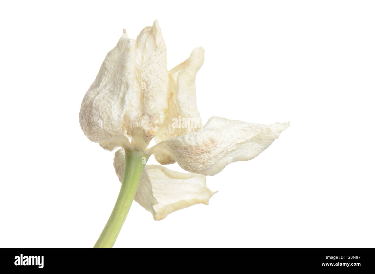 close up white faded tulip isolated on white Stock Photo - Alamy