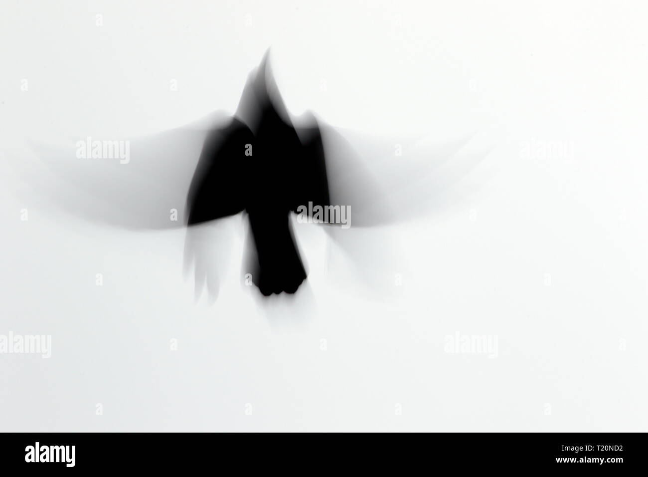 Flying rooks hi-res stock photography and images - Alamy