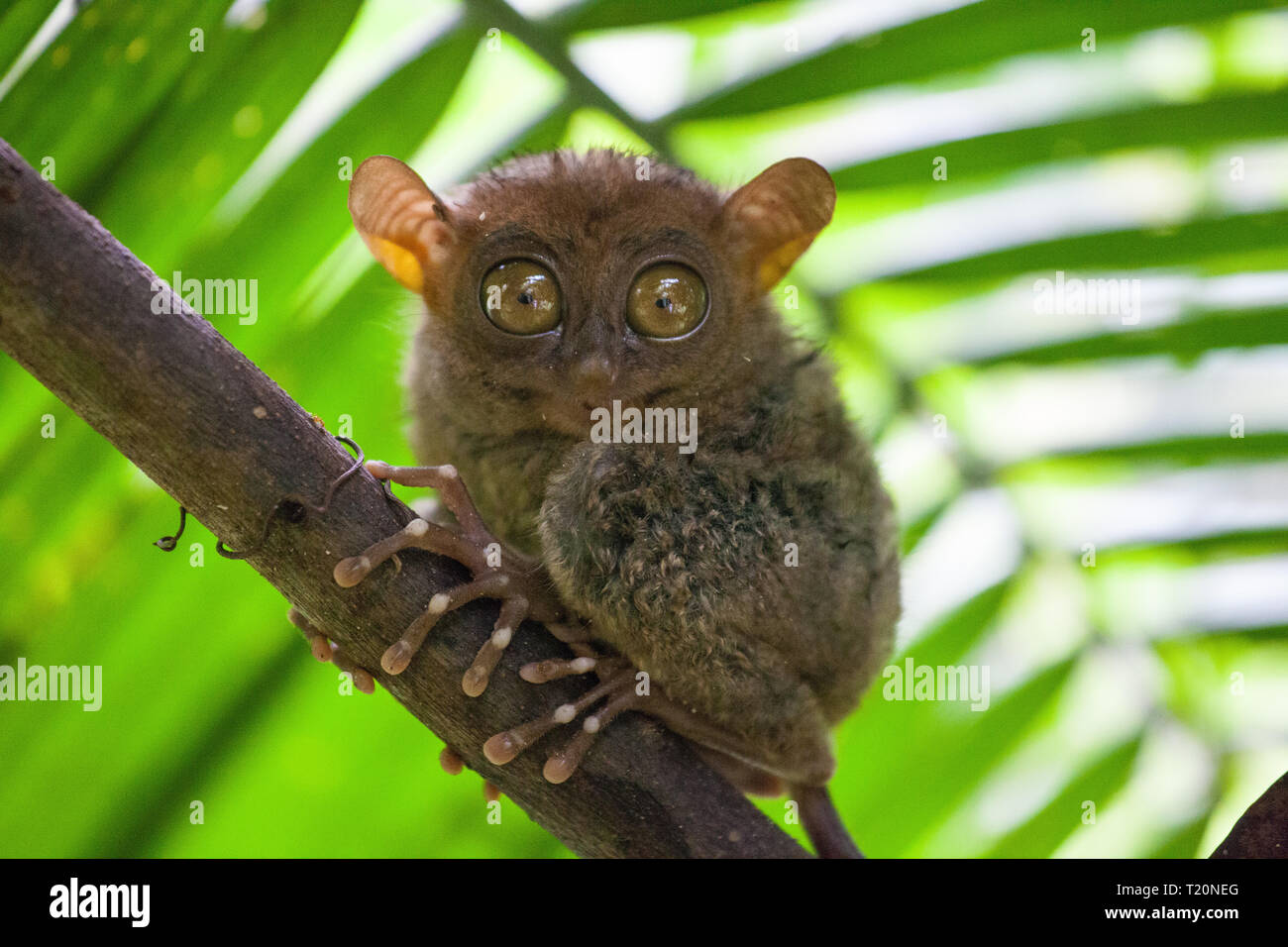 Phillipine Tarsier ,Tarsius Syrichta, the world's smallest primate Cute ...