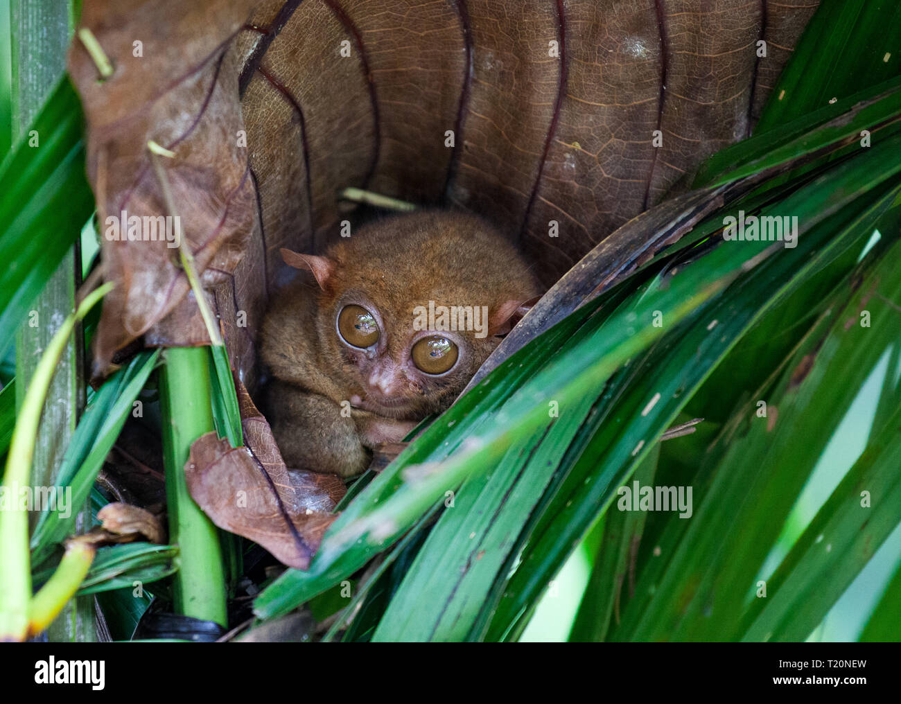 Phillipine Tarsier ,Tarsius Syrichta, the world's smallest primate Cute ...
