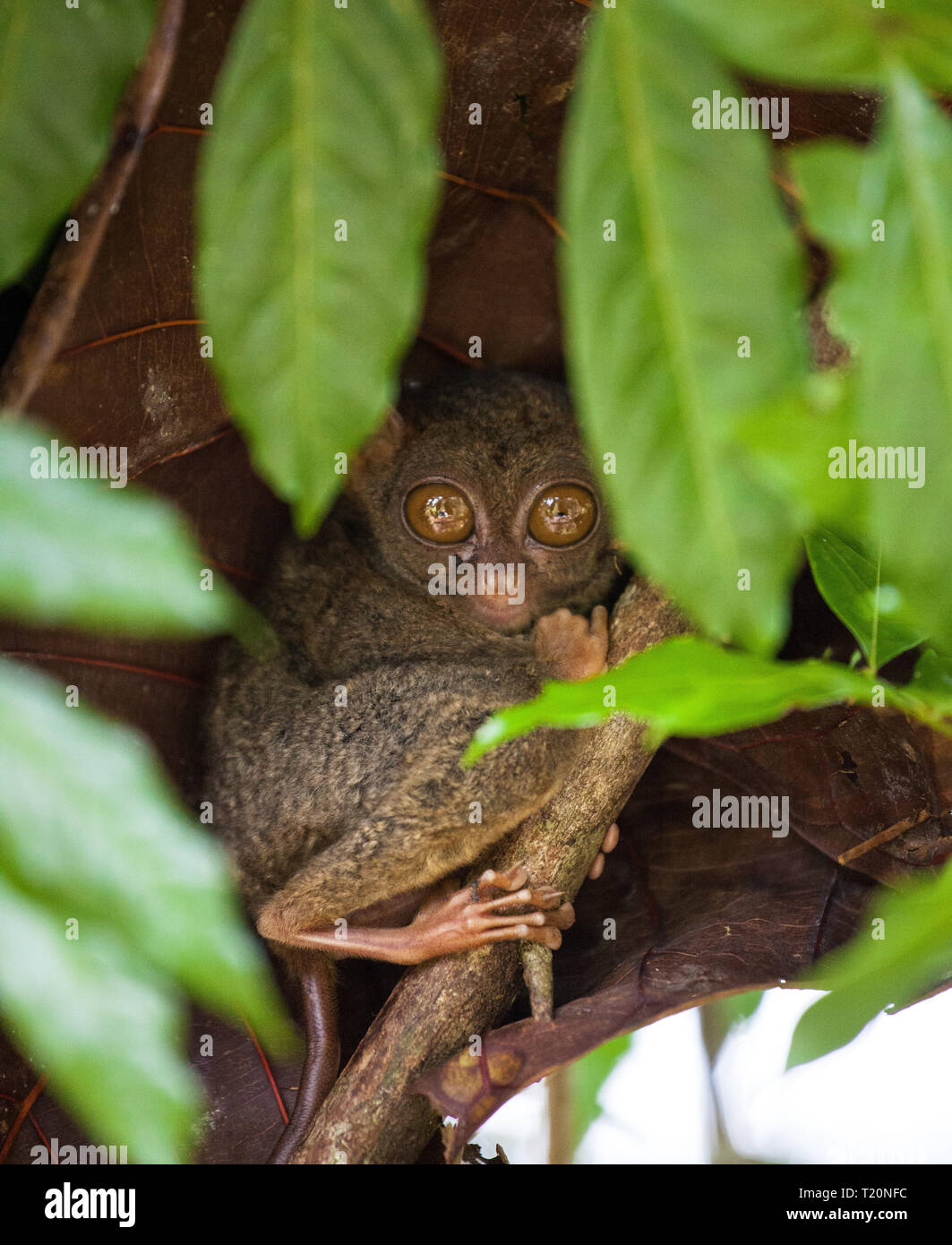 Phillipine Tarsier ,Tarsius Syrichta, the world's smallest primate Cute ...