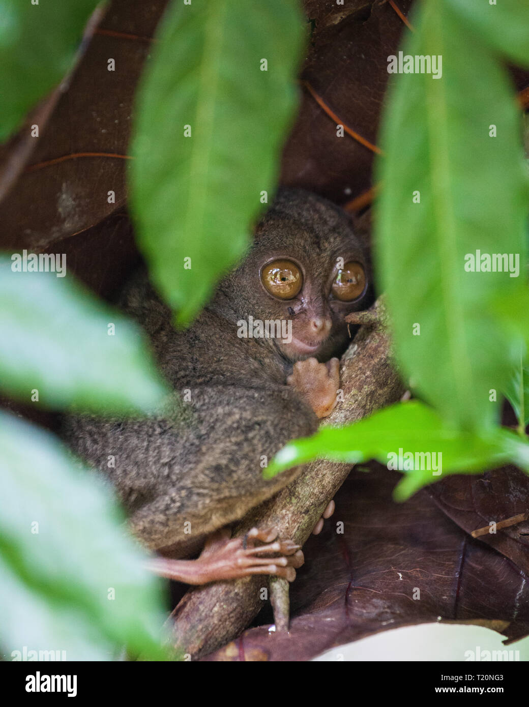 Phillipine Tarsier ,Tarsius Syrichta, the world's smallest primate Cute ...