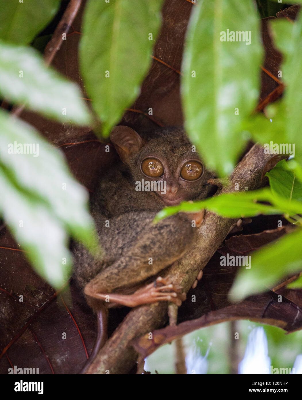 Phillipine Tarsier ,Tarsius Syrichta, the world's smallest primate Cute ...