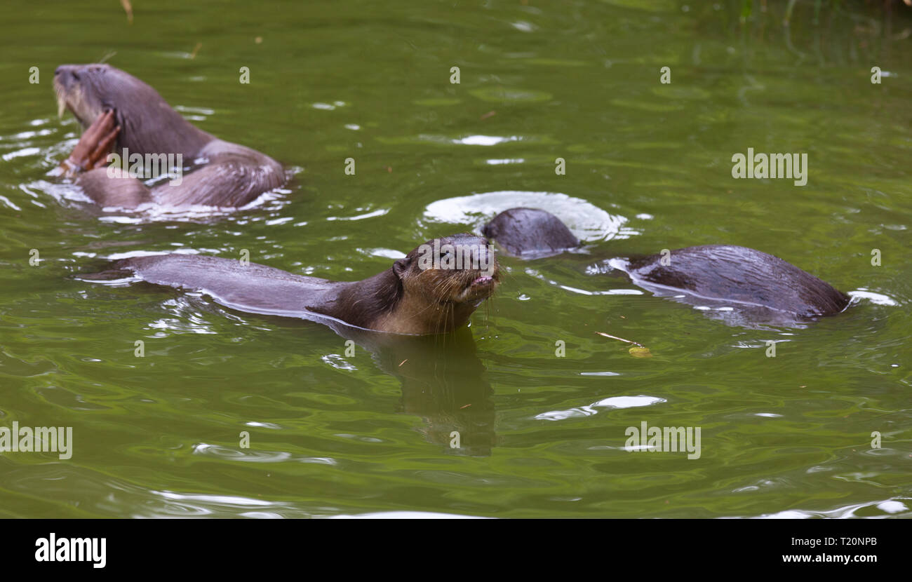 Three Oriental small-clawed otter, Amblonyx cinereus, also known as the ...