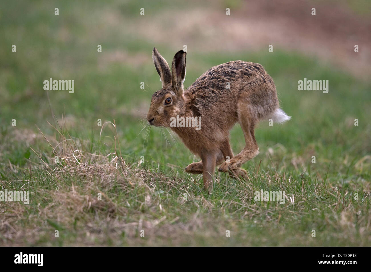 Brown Hare (Lepus europaeus Stock Photo - Alamy
