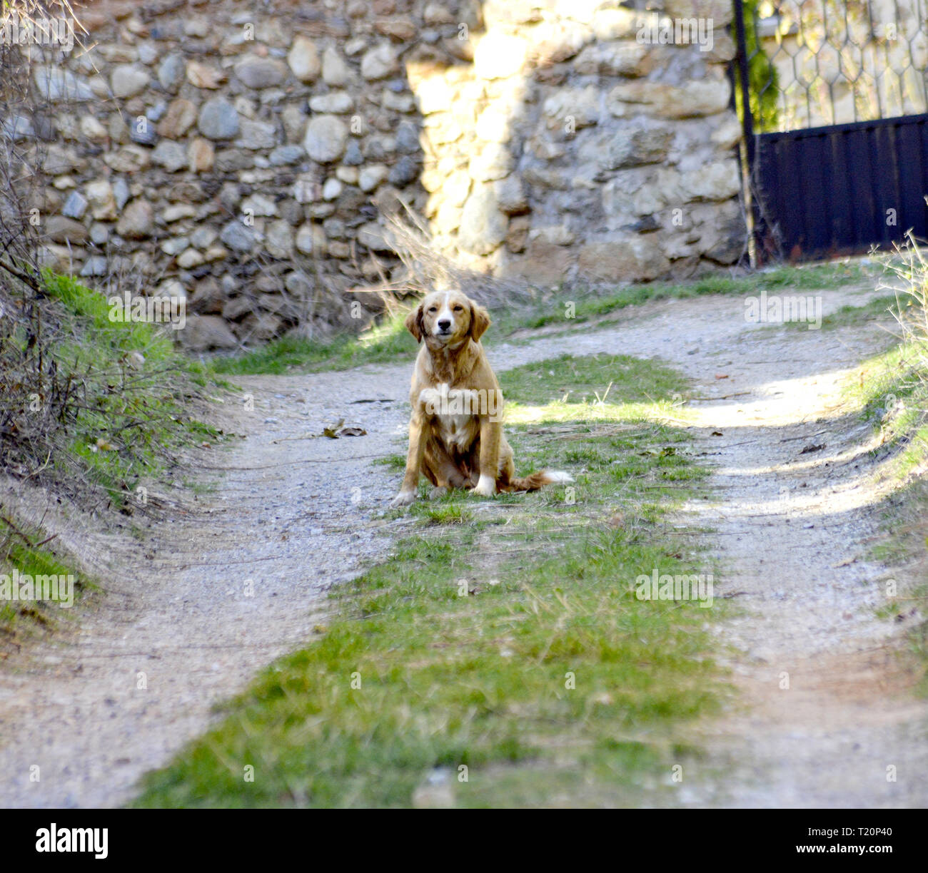 brown stray village dog sitting image Stock Photo - Alamy
