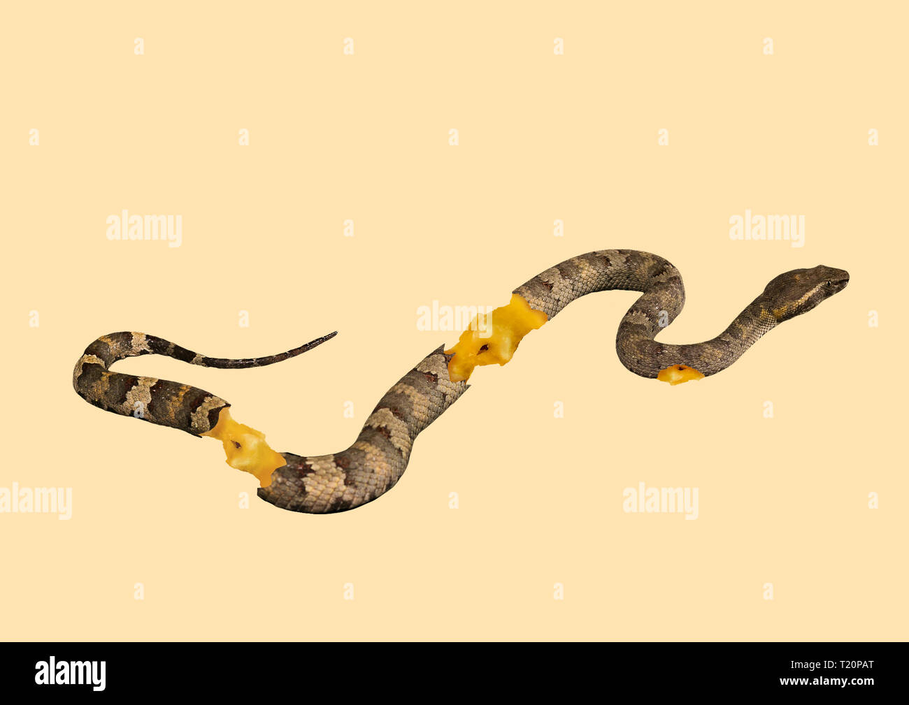 Bitten apple with snake hi-res stock photography and images - Alamy