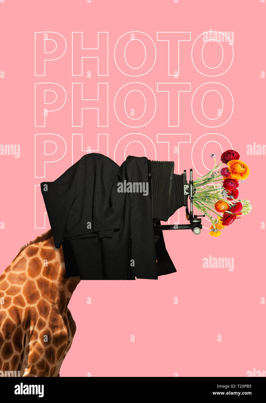 An oldschool photographer. A giraffe's head as a man taking photo by ...