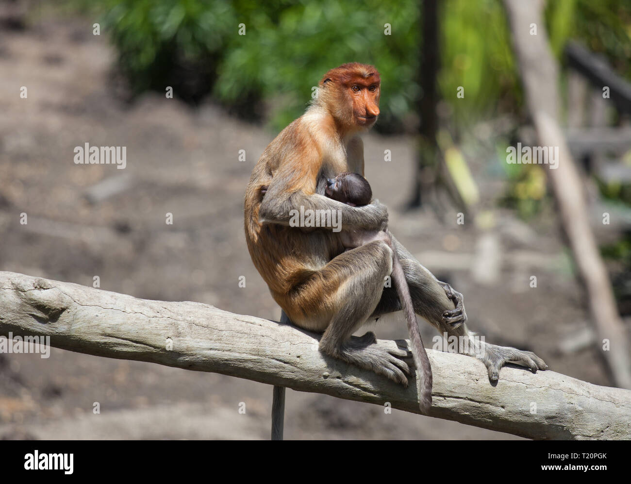 Proboscis monkeys, Nasalis larvatus, baby and mother sitting on the ...
