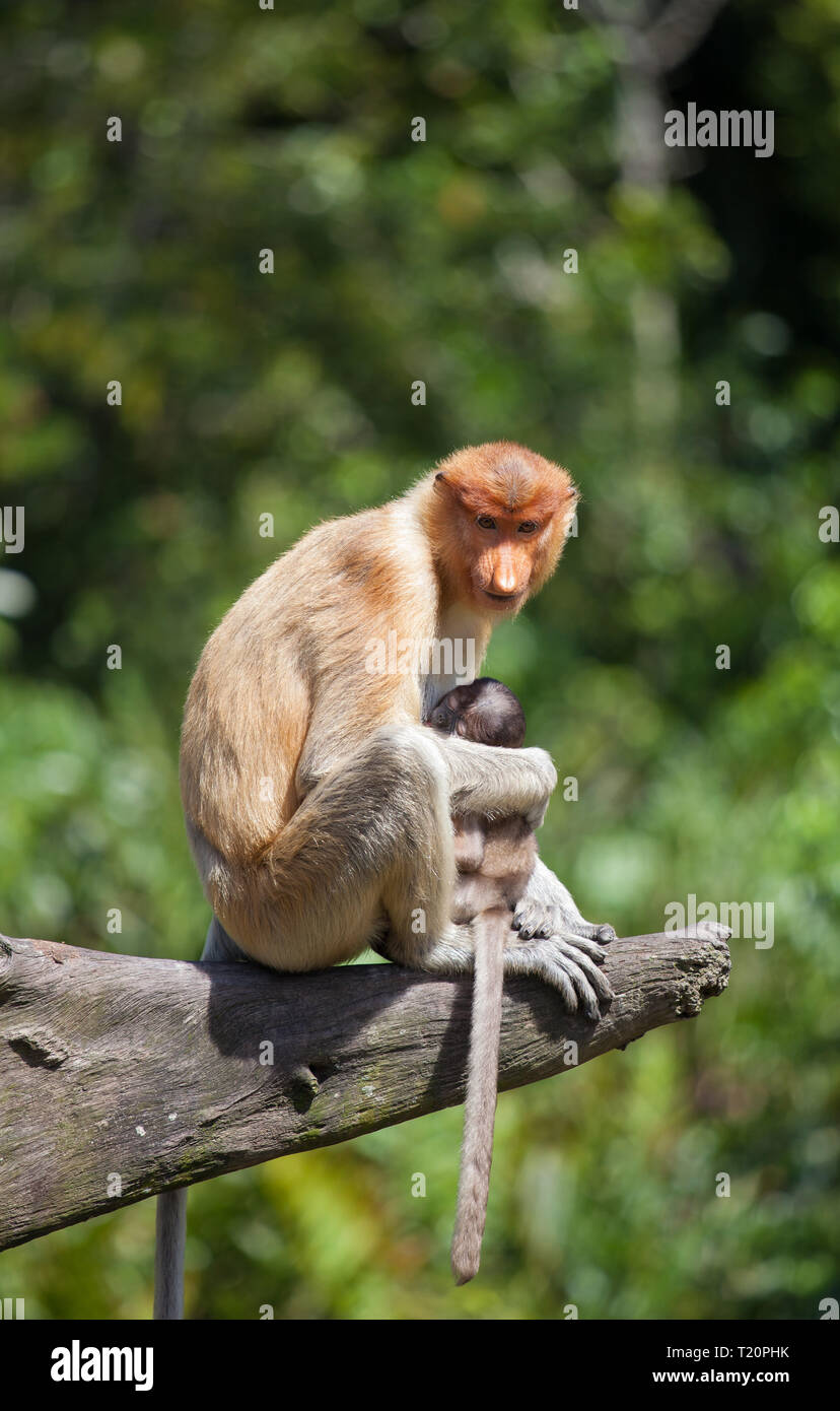 Proboscis monkeys, Nasalis larvatus, baby and mother sitting on the ...