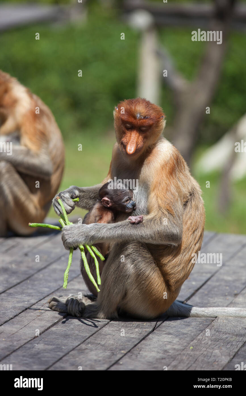 Proboscis monkeys, Nasalis larvatus, baby and mother sitting on the ...