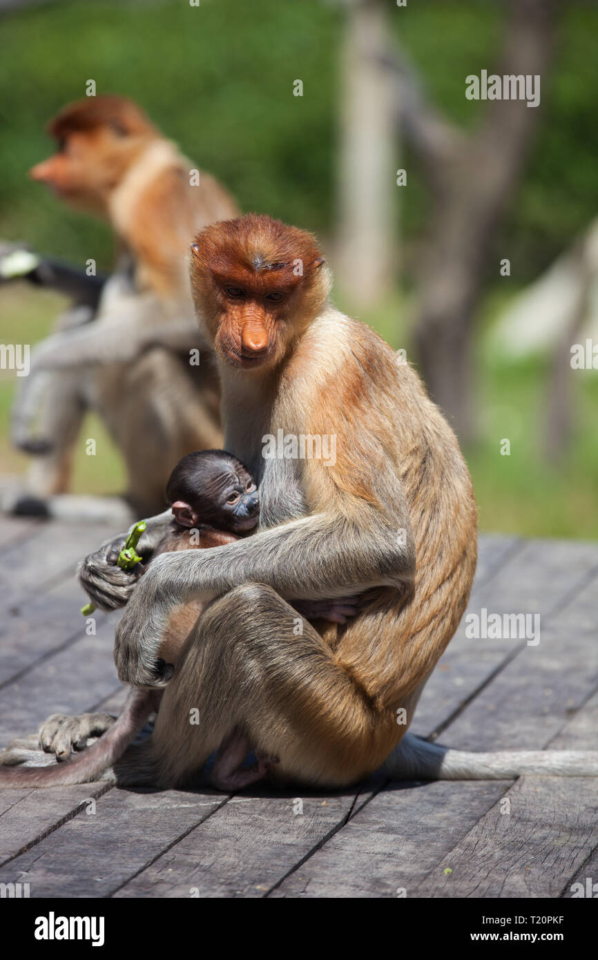 Proboscis monkeys, Nasalis larvatus, baby and mother sitting on the ...
