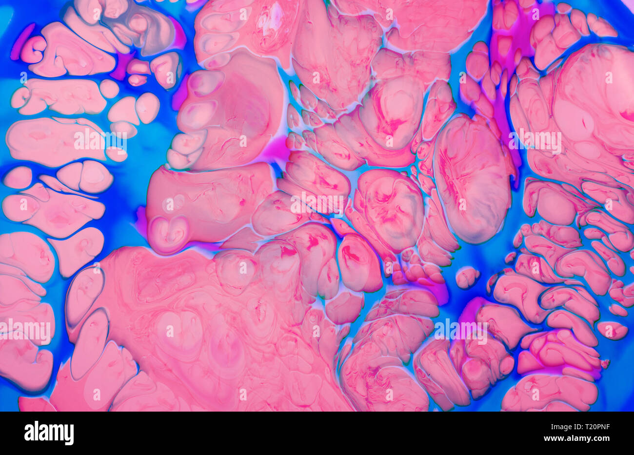 Abstract colored pink and blue acrylic paints. View of macro world ...