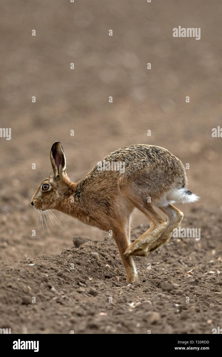 Brown Hare (Lepus europaeus Stock Photo - Alamy