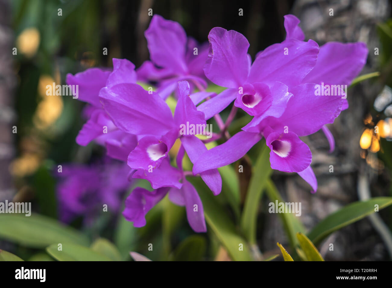 A photograph of a cluster of violet orchids flowers Stock Photo - Alamy