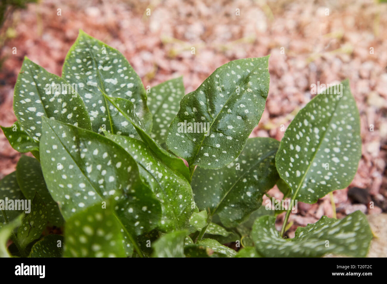 Pulmonaria officinalis - spring garden medicinal herb. Medicinal herb ...