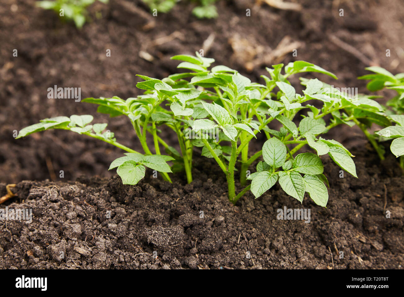 Young potato plants growing on the soil in rows. Potato bush in the ...
