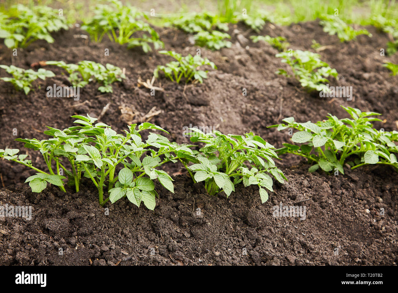Young potato plants growing on the soil in rows. Potato bush in the ...