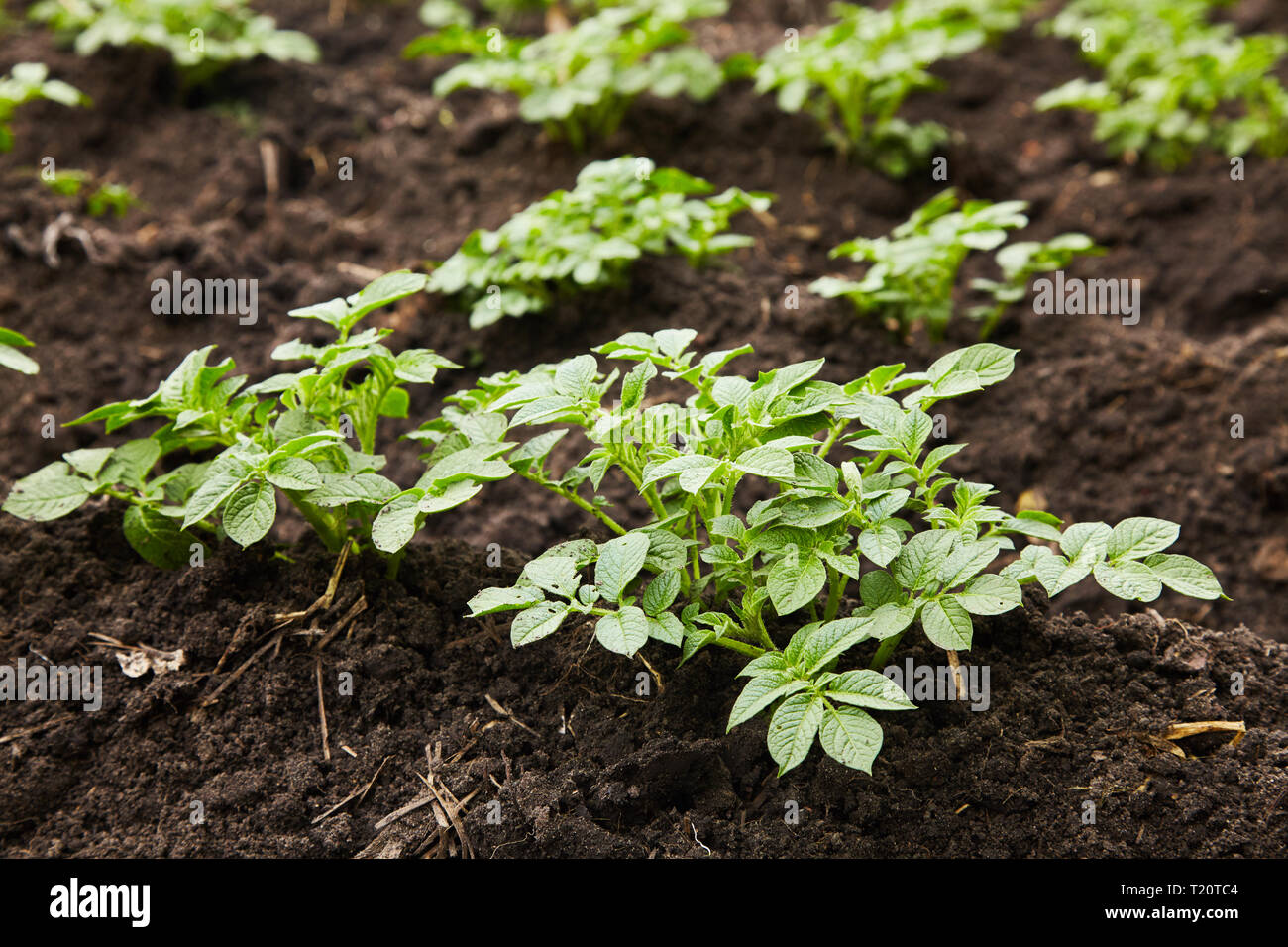 Young potato plants growing on the soil in rows. Potato bush in the ...