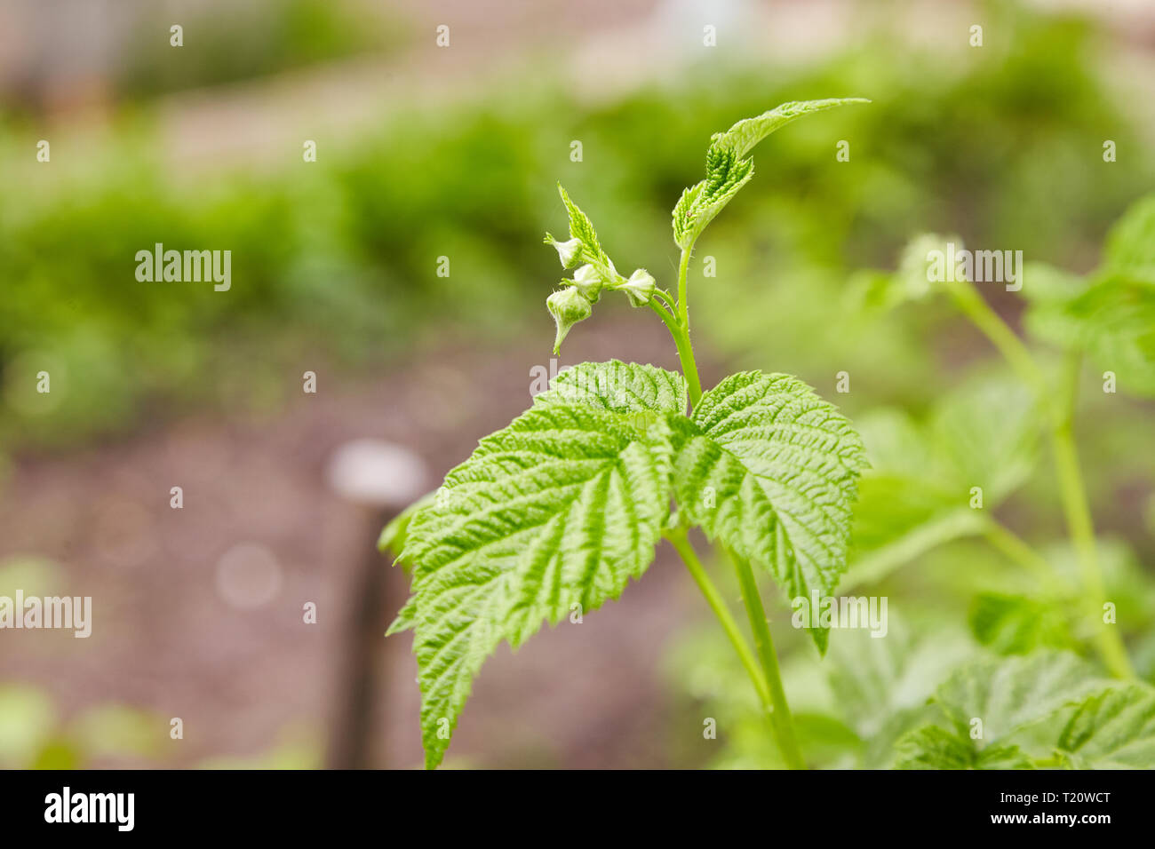 Raspberry seedling hi-res stock photography and images - Alamy